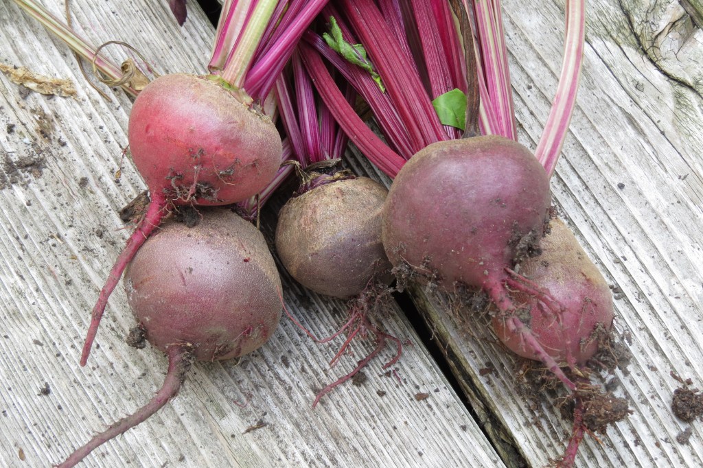 The Big Beautiful Beet - The Charmed Path